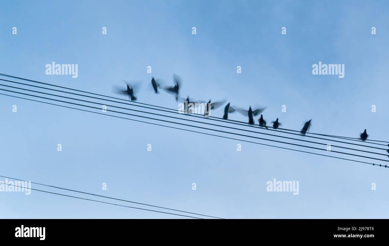 Birds flying away from the power lines. Image captured using slow ...