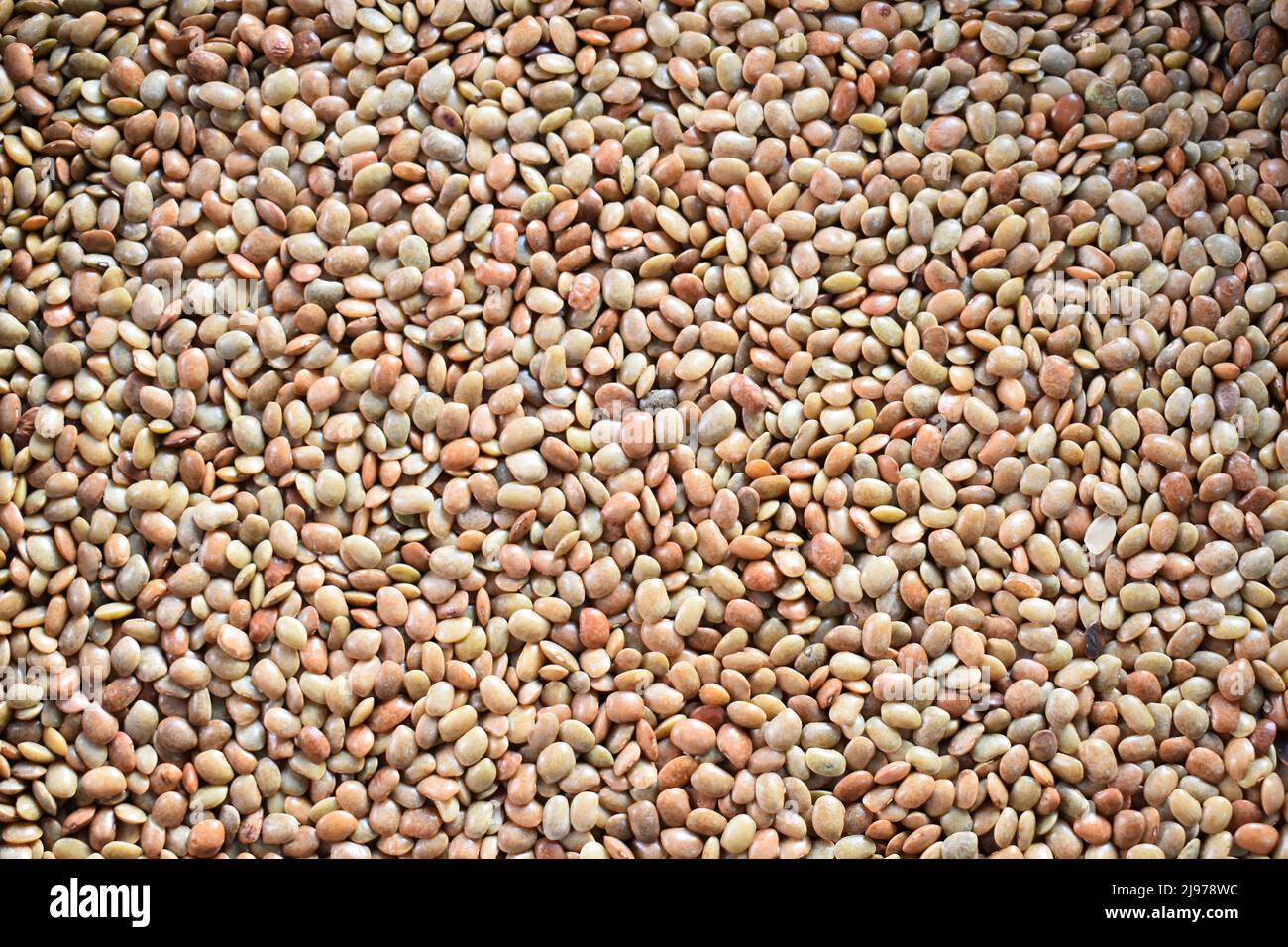 Raw whole dried Horse gram Stock Photo - Alamy