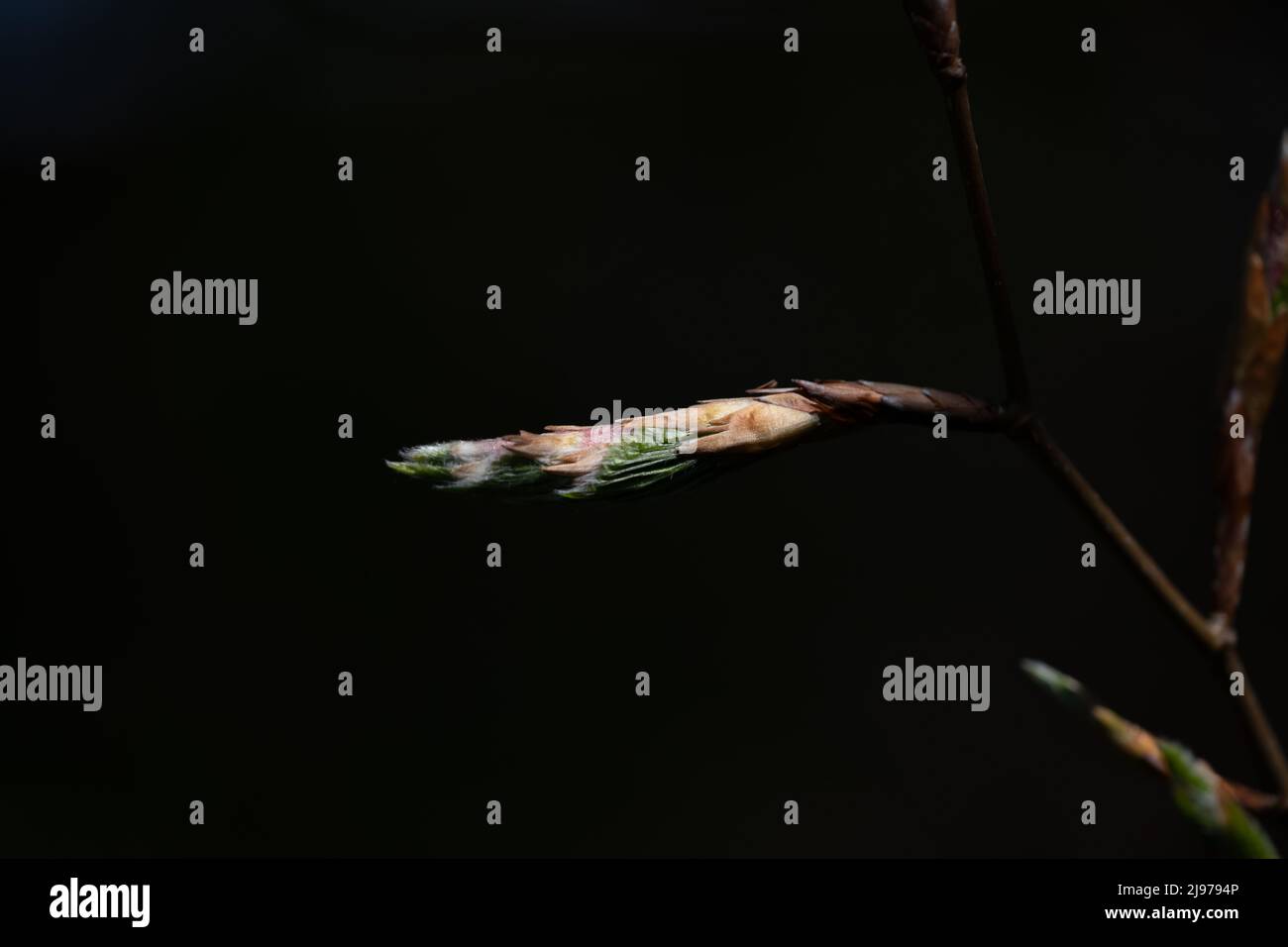 Breaking bud hi-res stock photography and images - Alamy