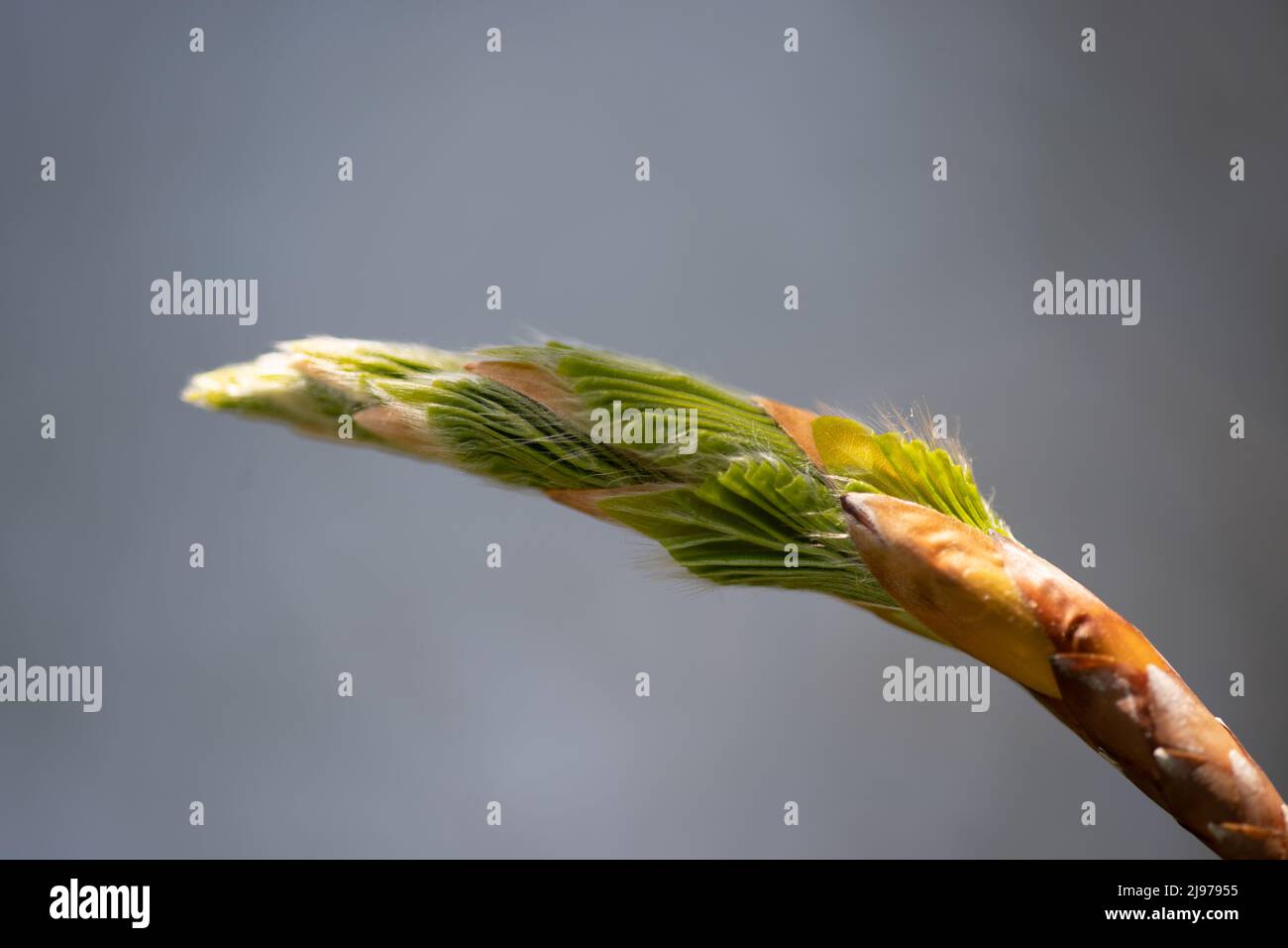 Breaking Ash Leaf Bud Stock Photo - Alamy
