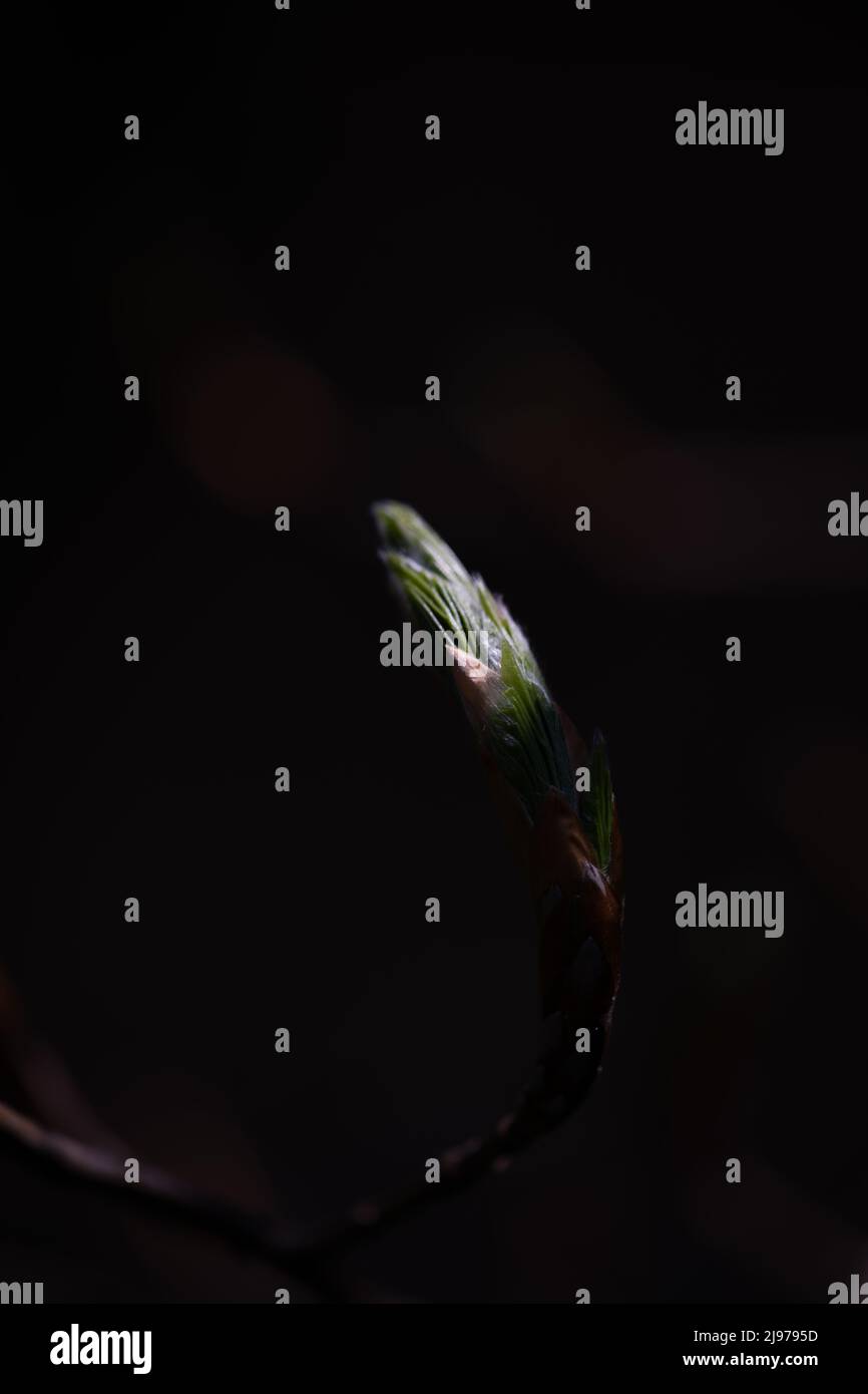 Breaking points hi-res stock photography and images - Alamy