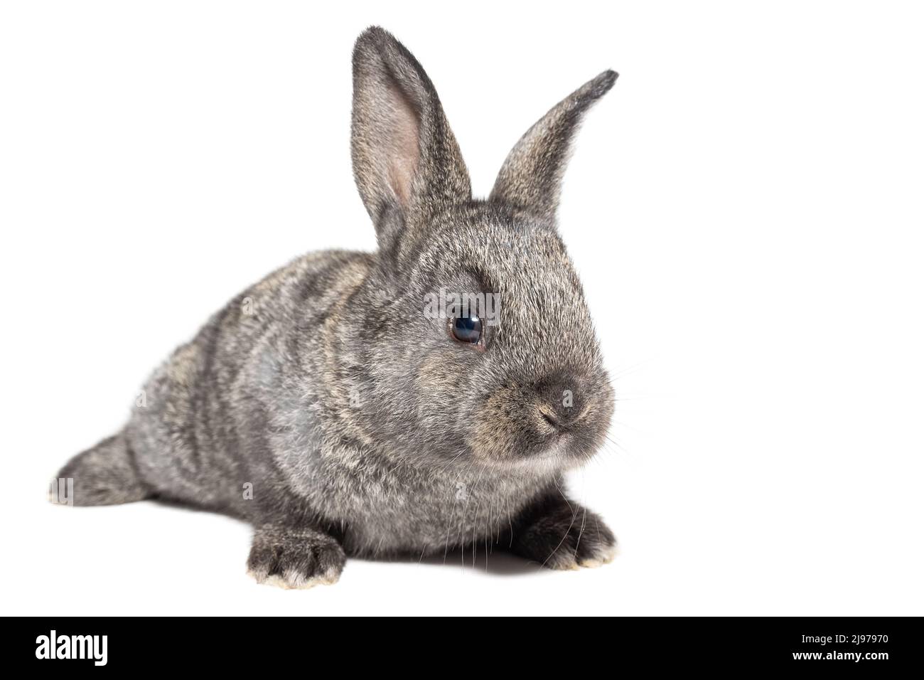 gray fluffy rabbit looking at the signboard. Isolated on white ...