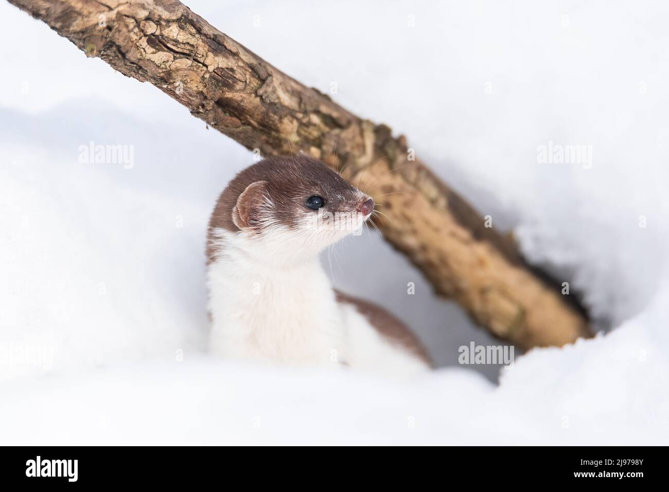 A short-tailed weasel pops its head out from the snow while hunting for ...