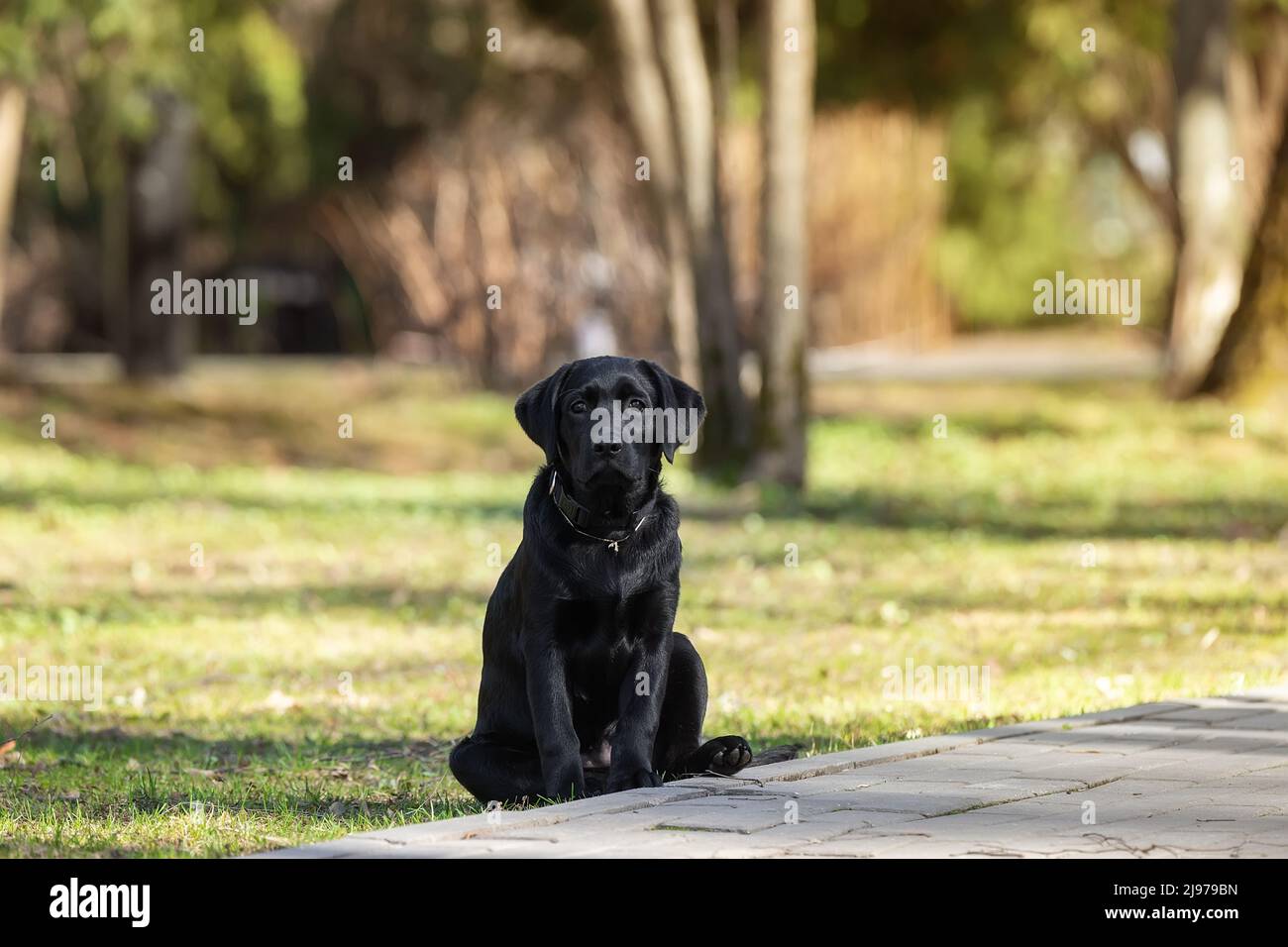 Portrait of an black Labrador Retriever Puppy hiding in a bush of ...