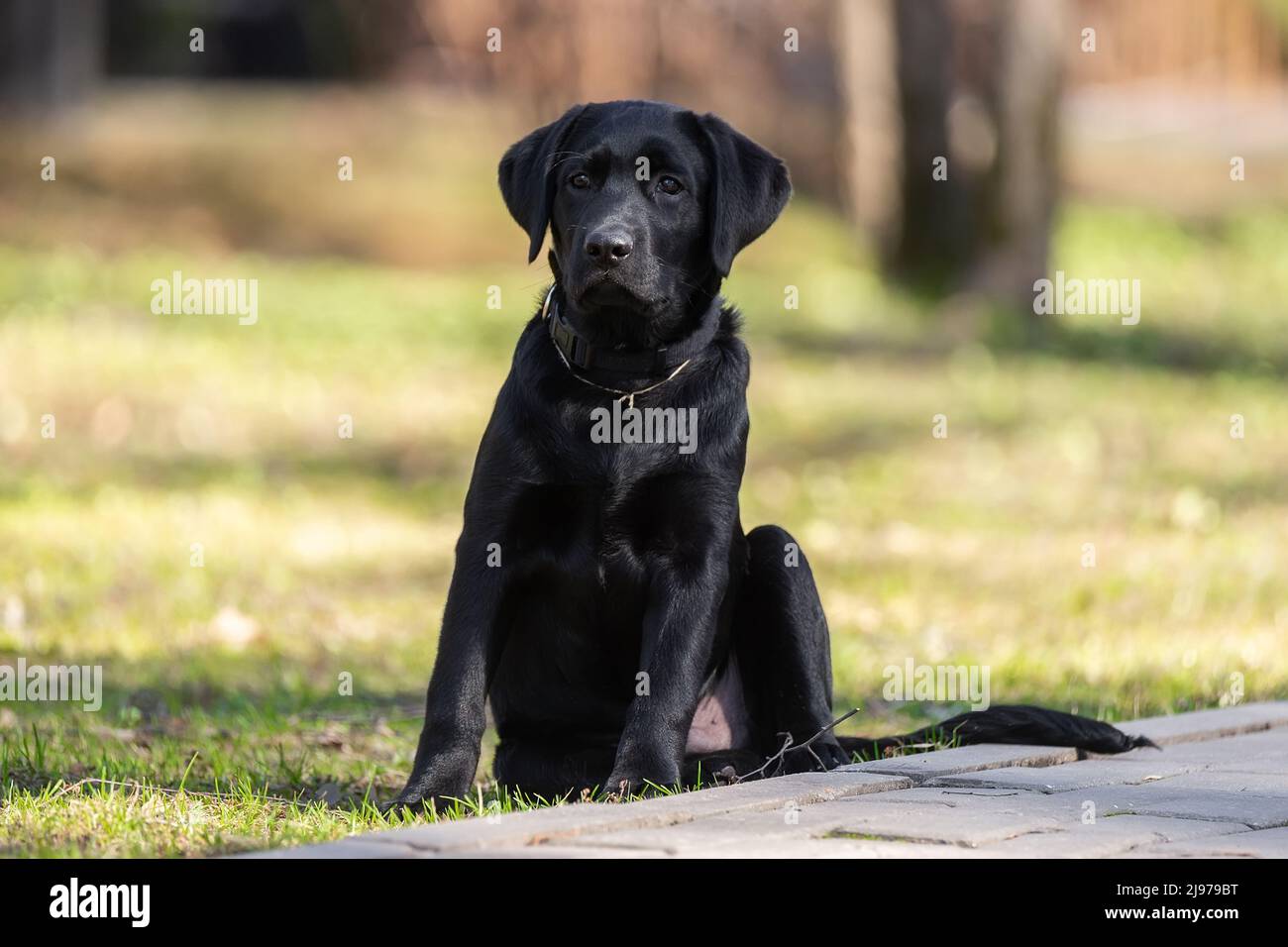 Portrait of an black Labrador Retriever Puppy hiding in a bush of ...