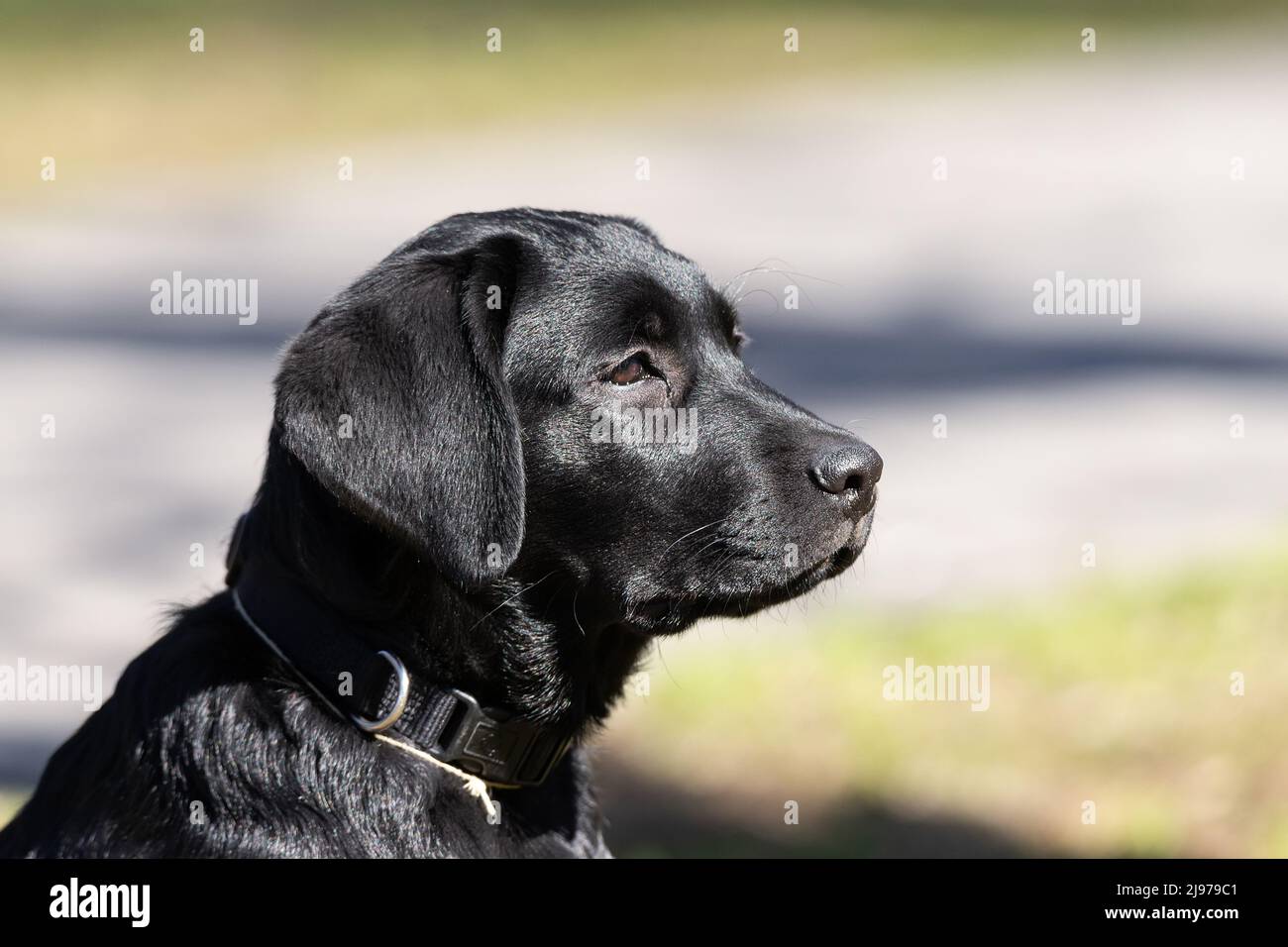 Portrait of an black Labrador Retriever Puppy hiding in a bush of ...