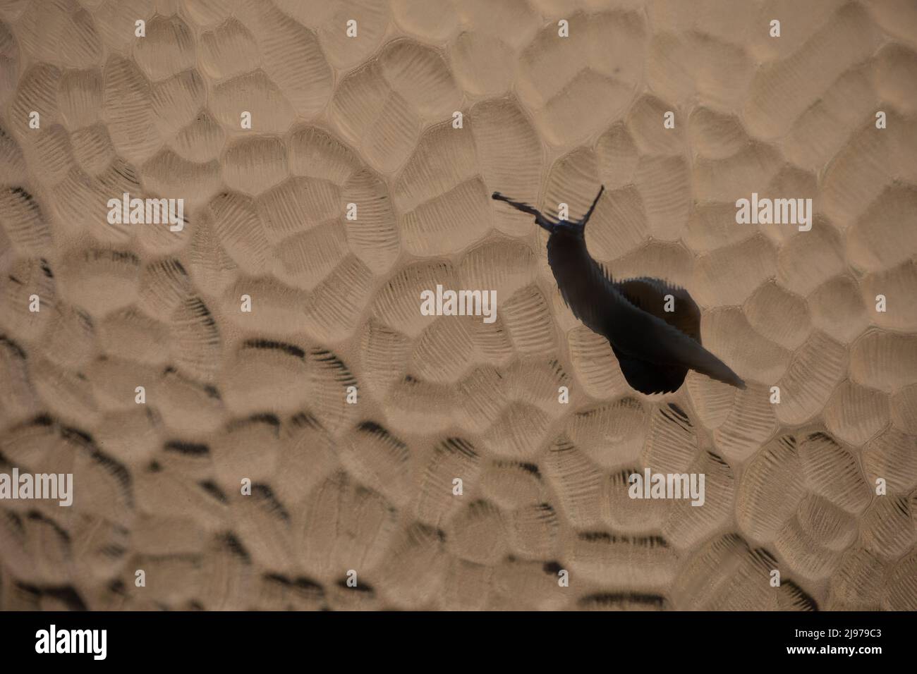 Snails climbing a textured window Stock Photo - Alamy
