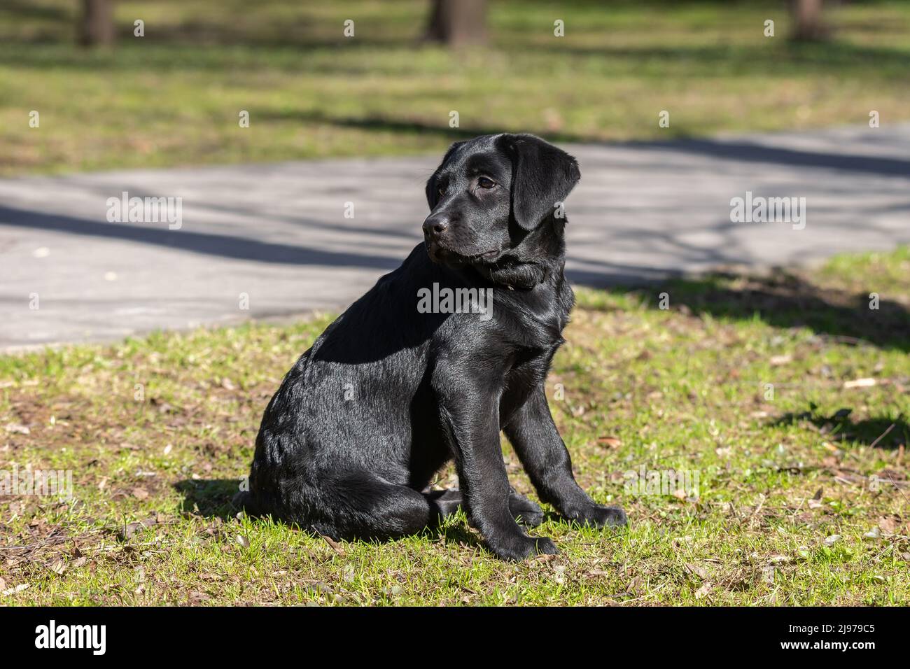 Portrait of an black Labrador Retriever Puppy hiding in a bush of ...