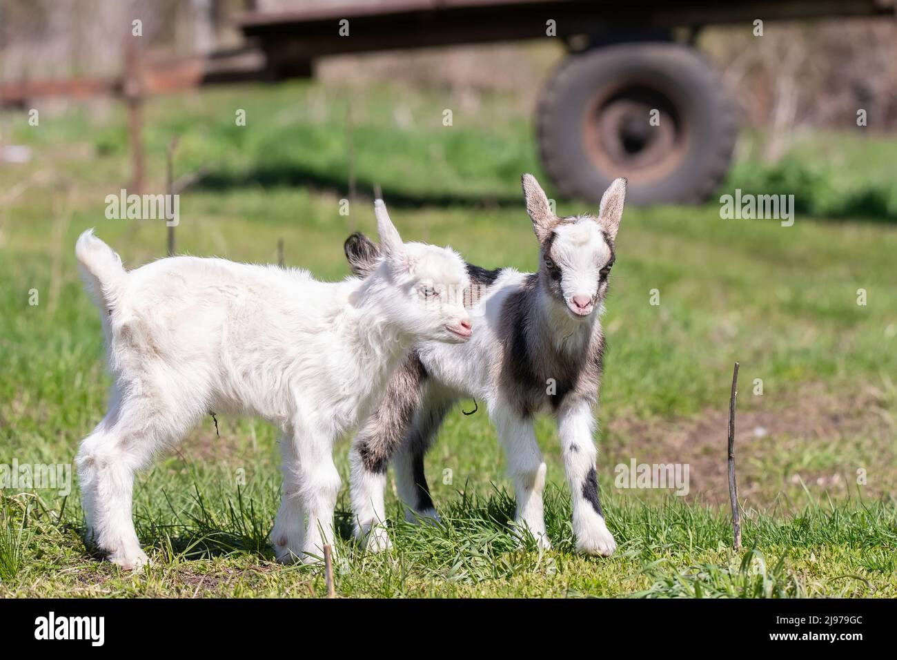 White goat in the garden eats young succulent grass, breeding goats Stock Photo - Alamy