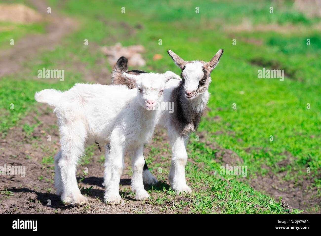 White goat in the garden eats young succulent grass, breeding goats ...