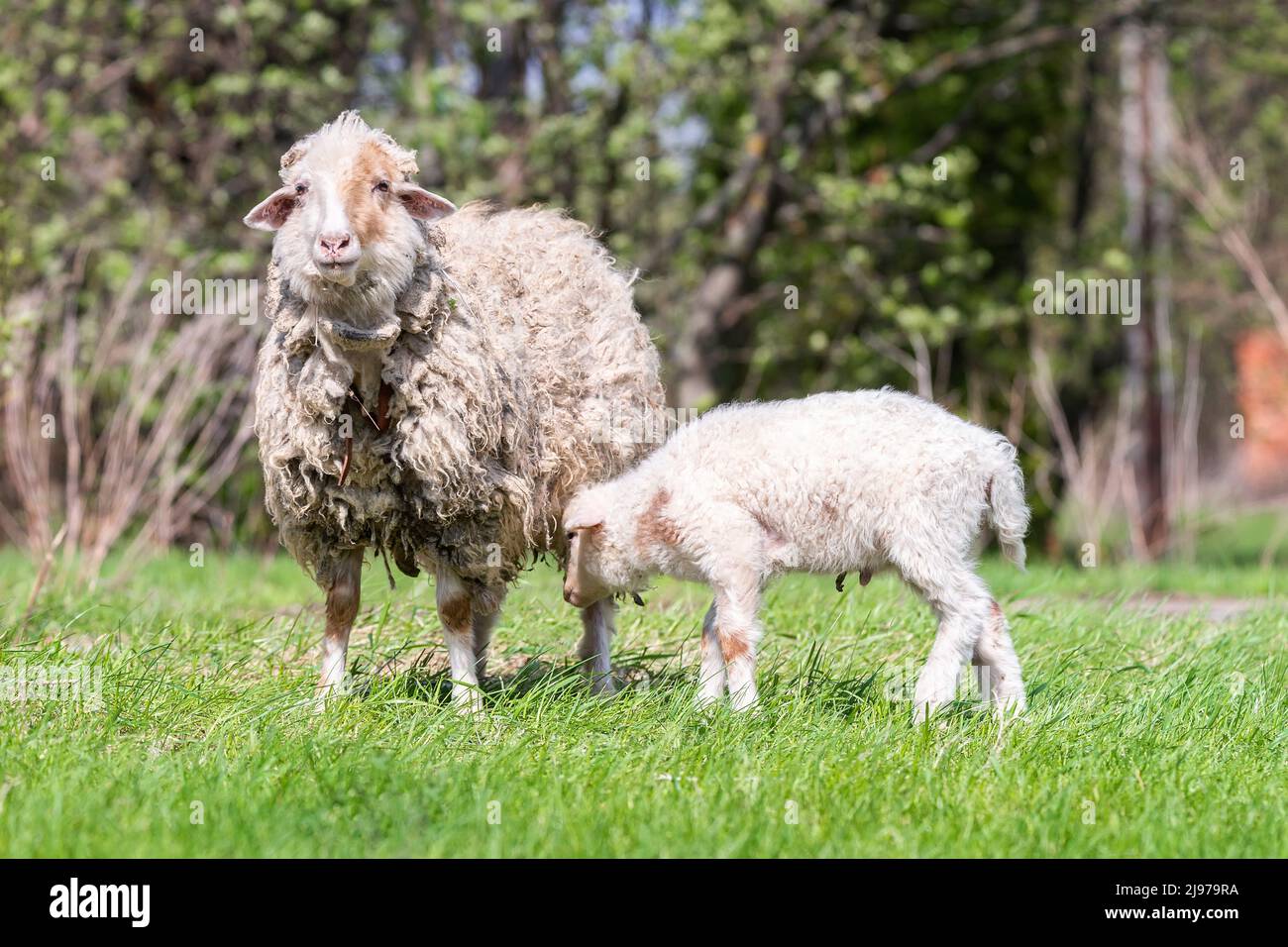 A sheep or a female sheep in a lush green field with a newborn lamb ...