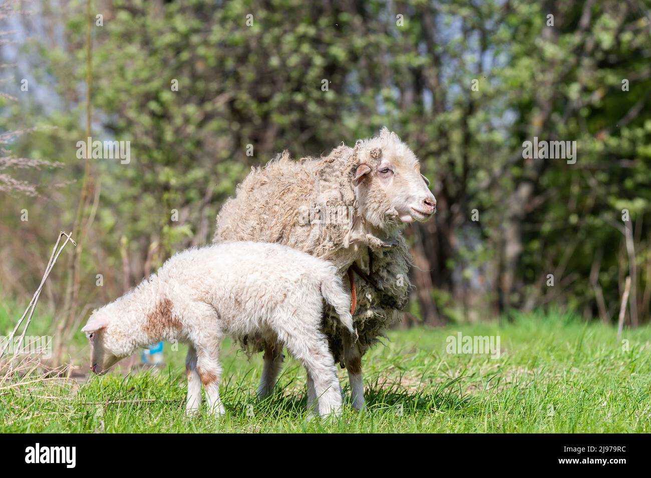 A sheep or a female sheep in a lush green field with a newborn lamb ...