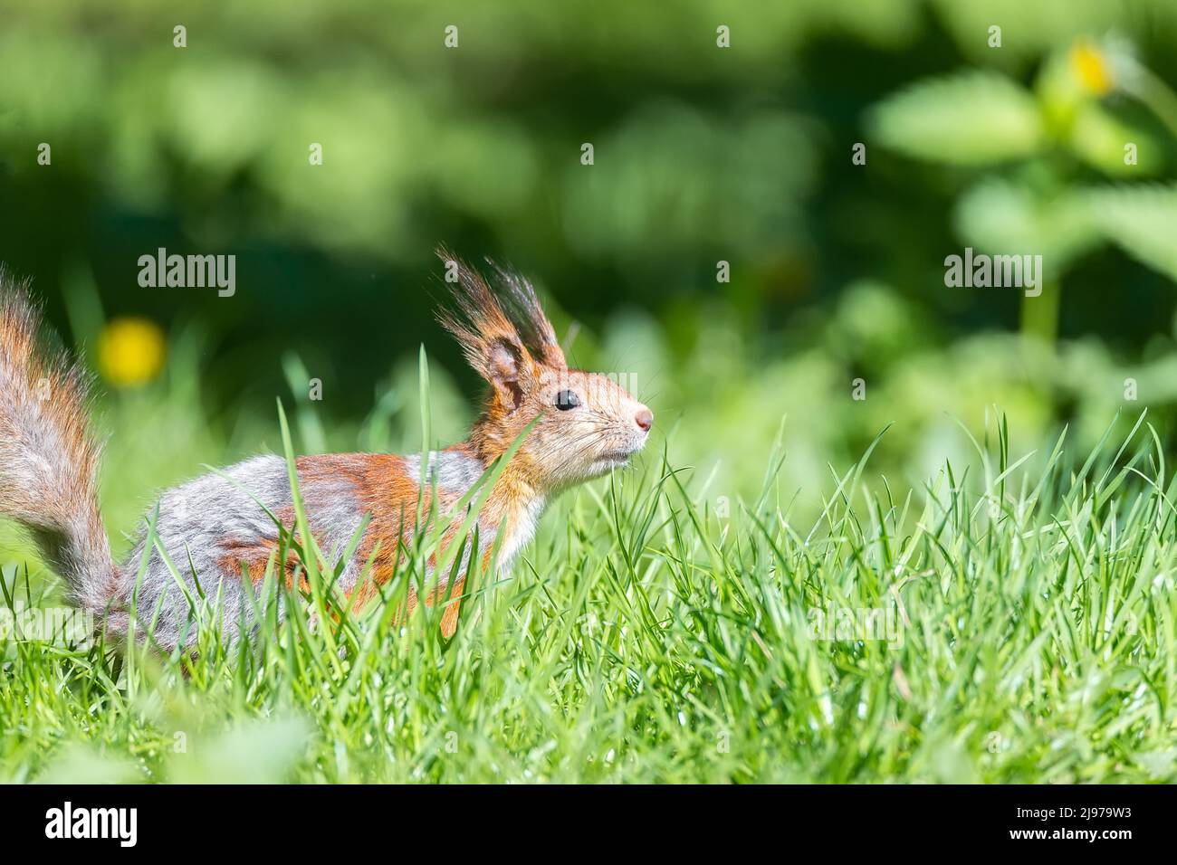 Cute red squirrel with long pointed ears in spring time . Wildlife in ...