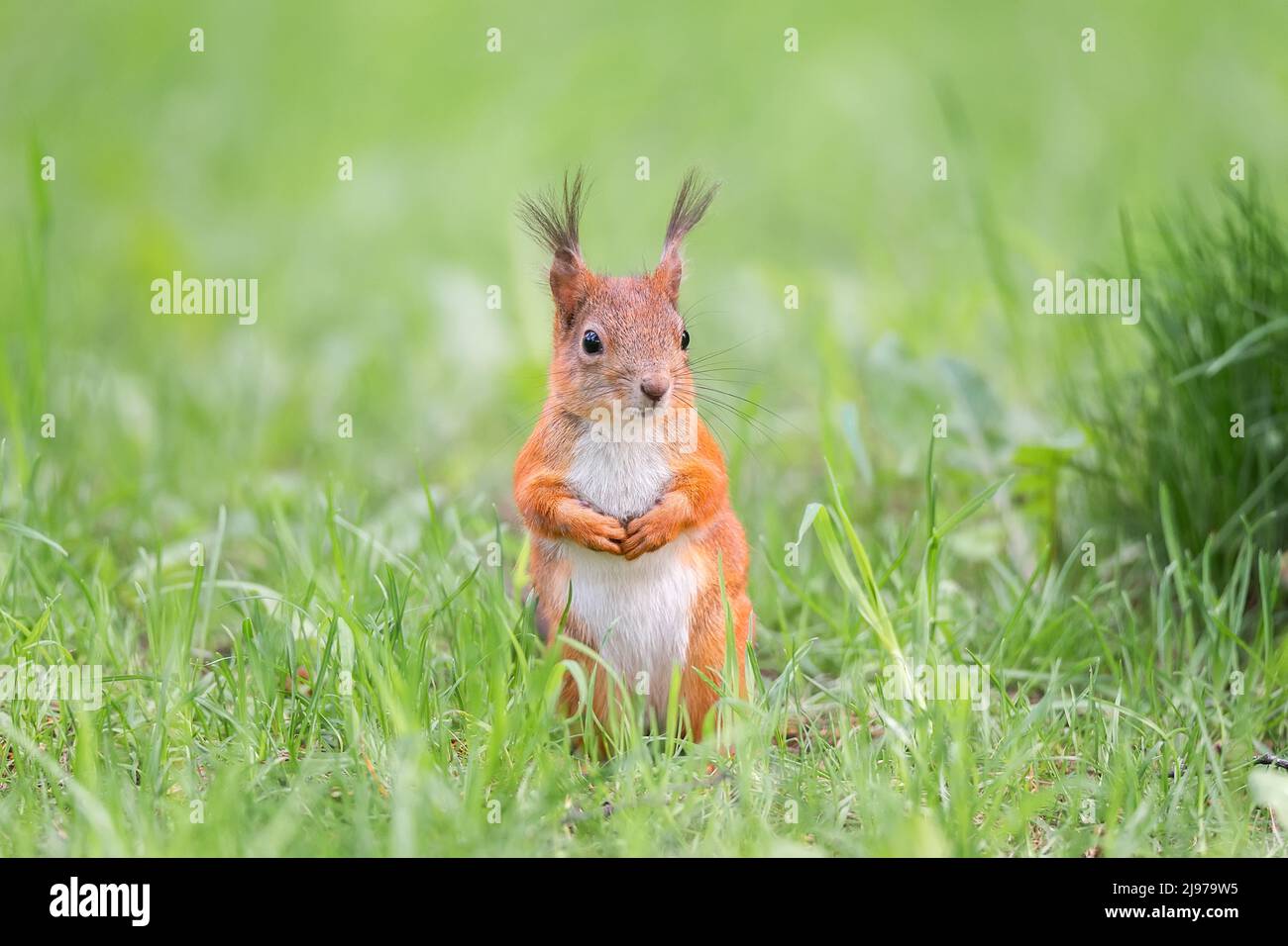 Cute red squirrel with long pointed ears in spring time . Wildlife in ...