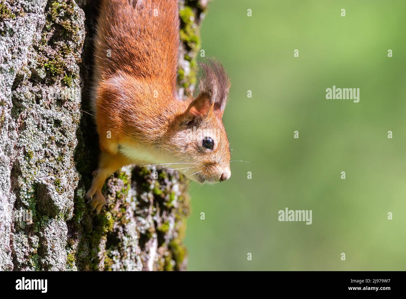 Cute red squirrel with long pointed ears in spring time . Wildlife in spring forest. Sciurus ...