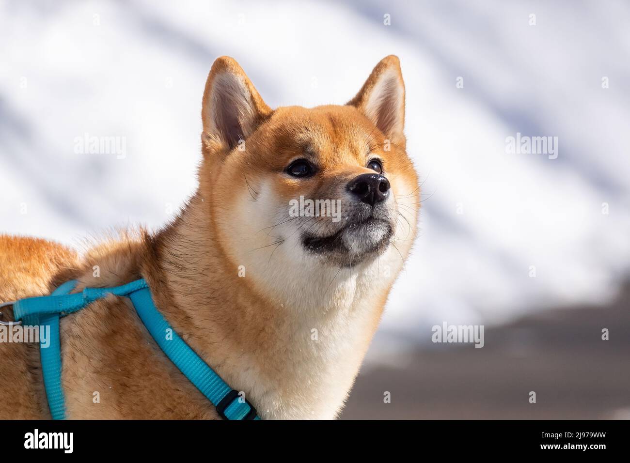 Profile Portrait of cute and happy shiba inu puppy stacking in the ...