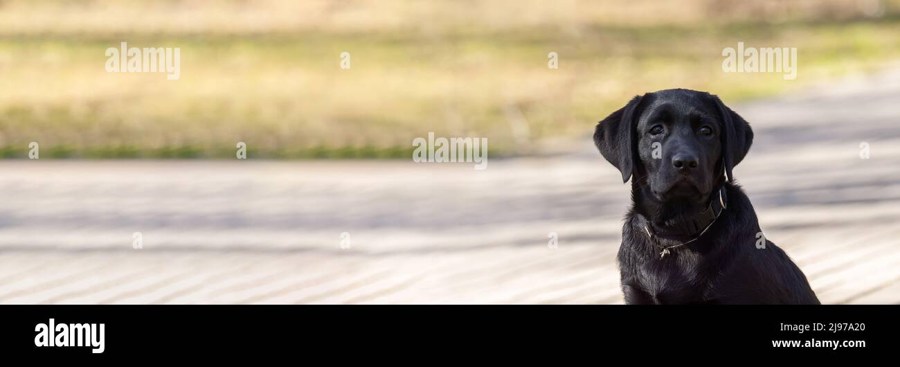 Portrait of an black Labrador Retriever Puppy hiding in a bush of ...