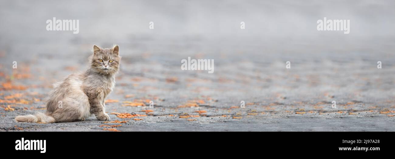 stray cat in the road. Road traffic accidents account for many cats ...