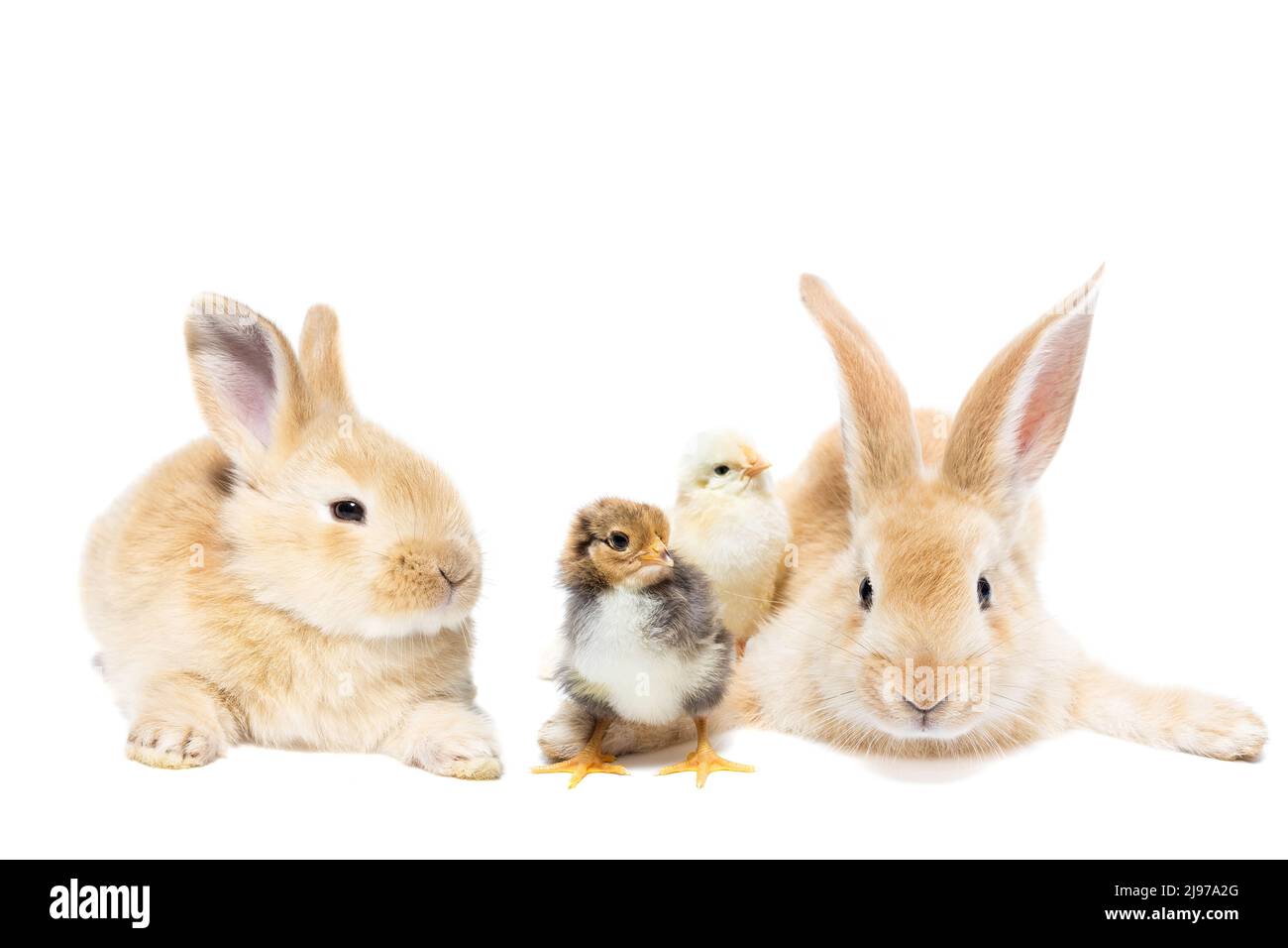 rabbit and chicken with shell on white isolated background, concept of ...