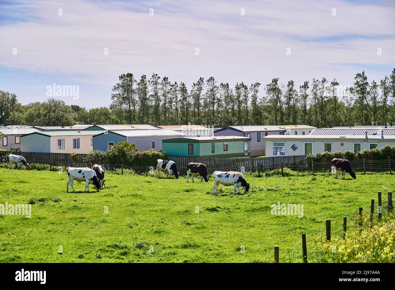 Caravan of cattle hi-res stock photography and images - Alamy