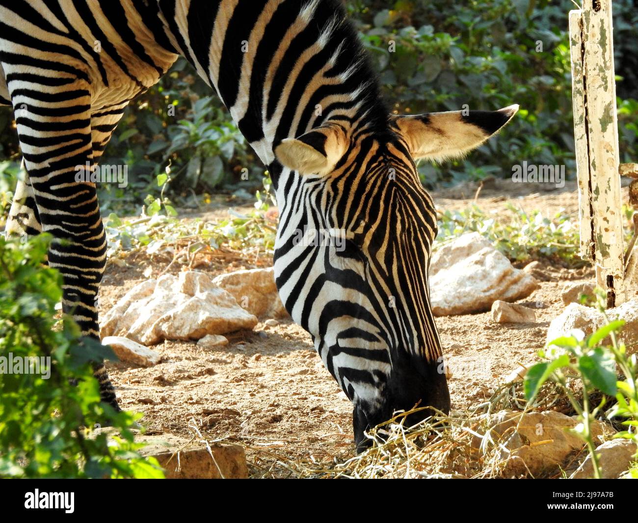 A wild zebra animal eating in a grass land, Zebras are African equines ...