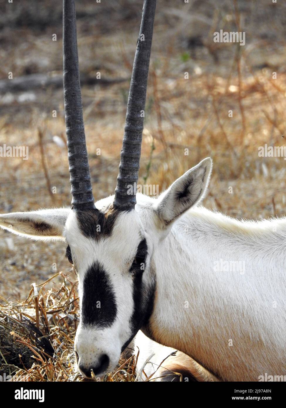 A portrait of a wild goat (Capra aegagrus) which inhabiting forests ...