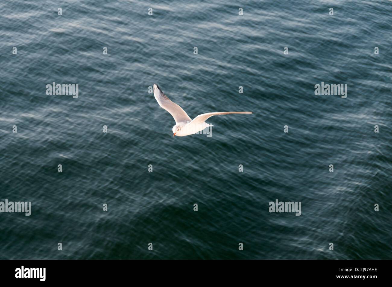 Seagull flying over water fish hi-res stock photography and images - Alamy