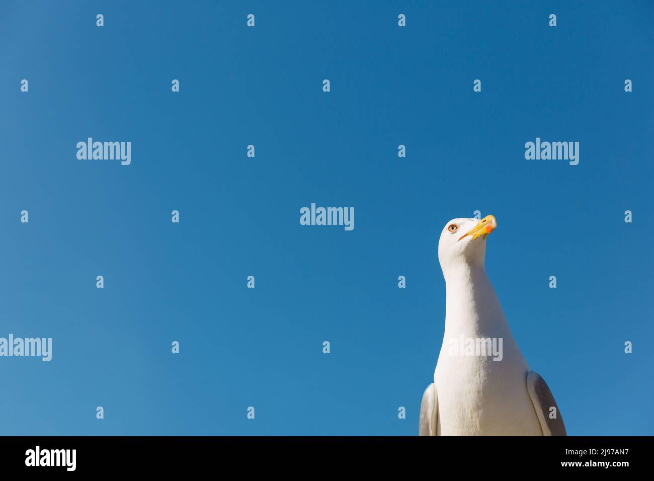 A seagull with clear isolated background Stock Photo - Alamy