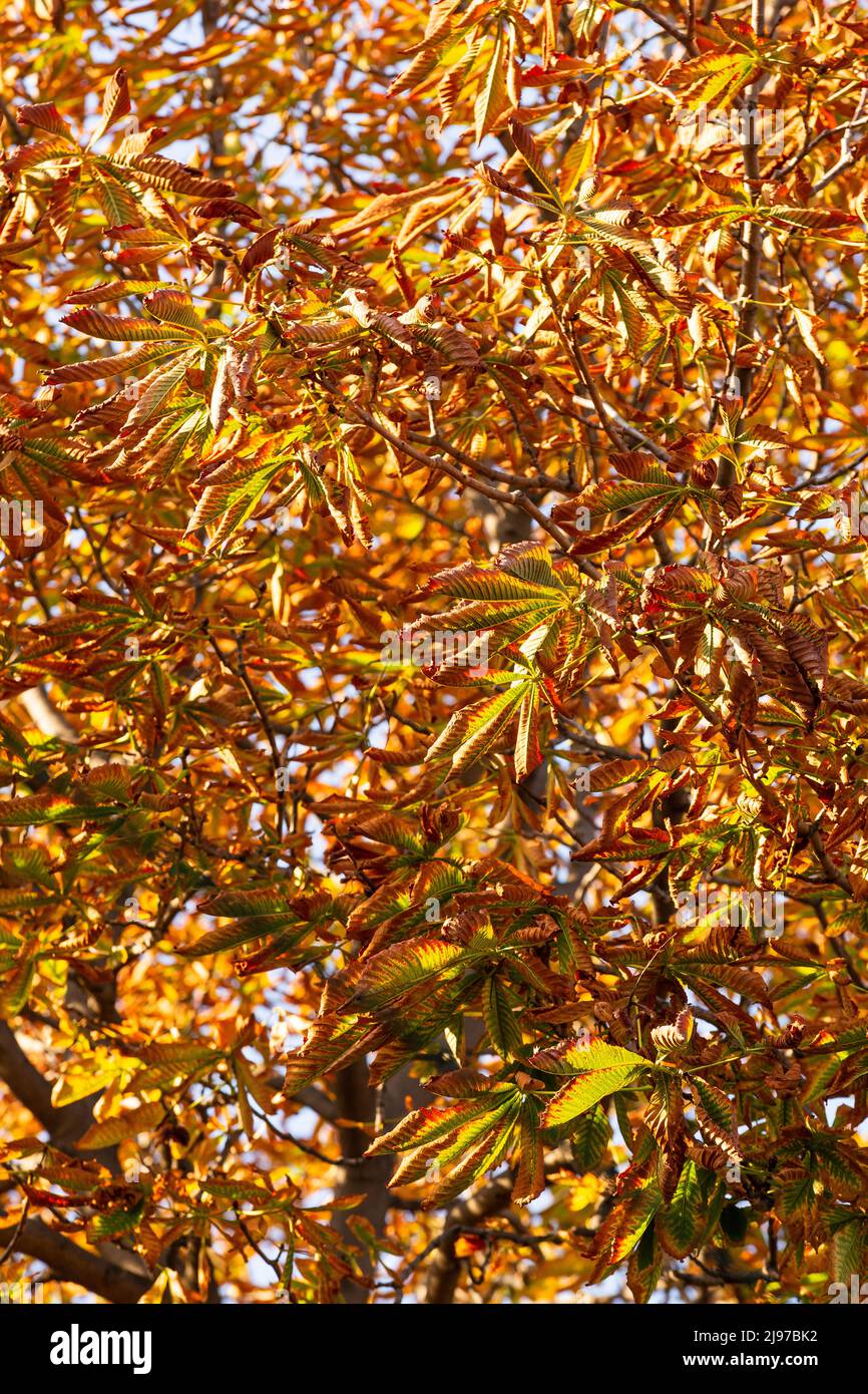 Autumn leaves drying on tree branch Stock Photo - Alamy