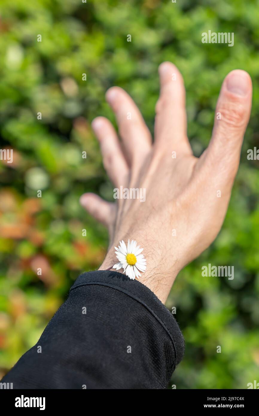 A daisy pokes out of the sleeve of a jacket on a male arm Stock Photo ...