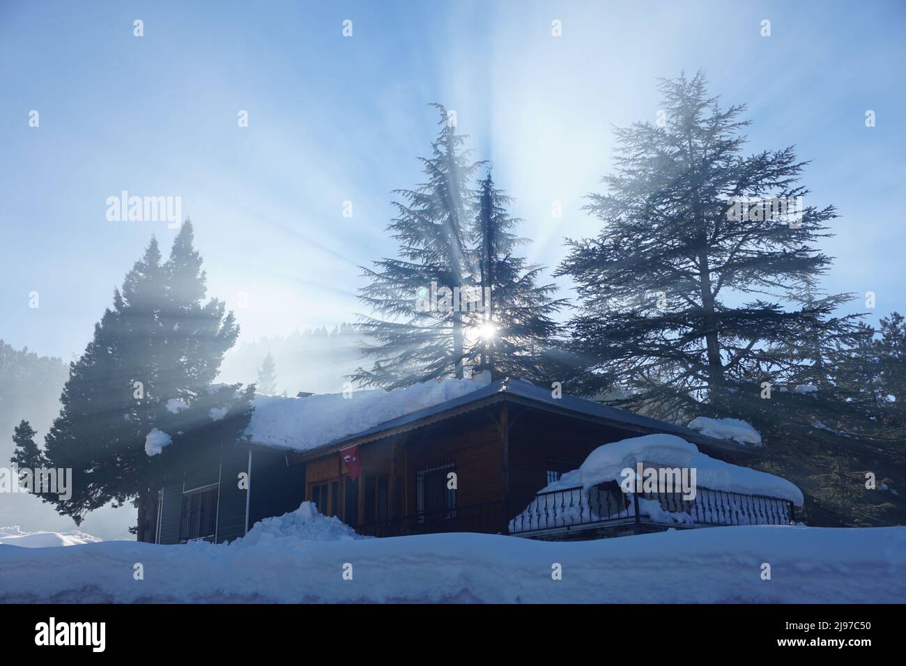 Sun light comes tru trees and forest cabin in winter, snow and cold ...