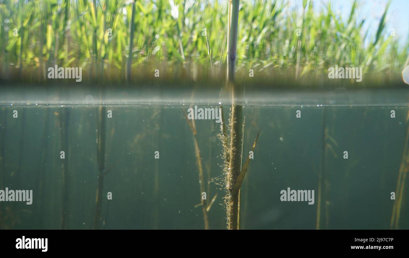 Grass in a lake Stock Photo - Alamy