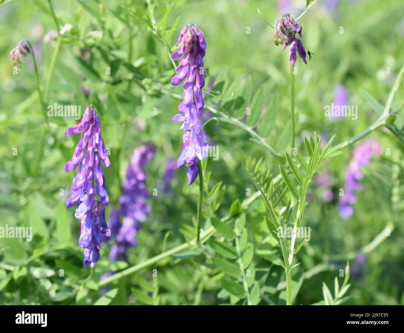 Purple flowers on a wild Vicia cracca cow vetch plant Stock Photo - Alamy