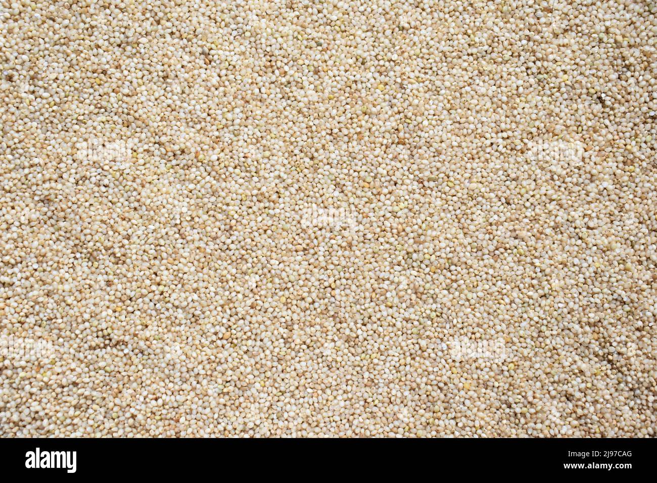Raw whole dried little millet Stock Photo - Alamy