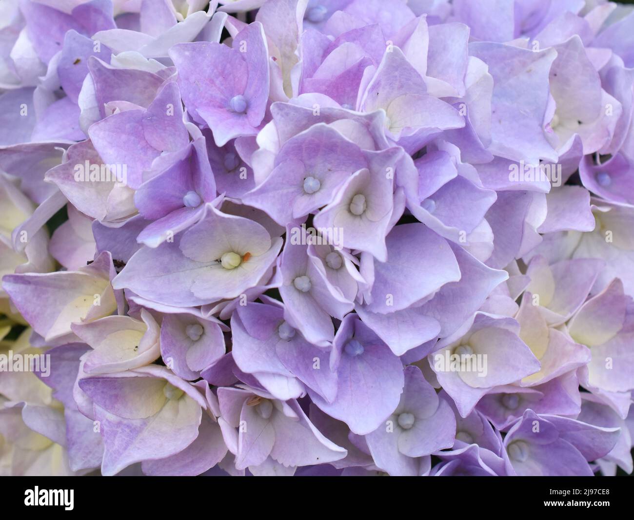Closeup on purple mophead flower Hydrangea macrophylla Stock Photo - Alamy