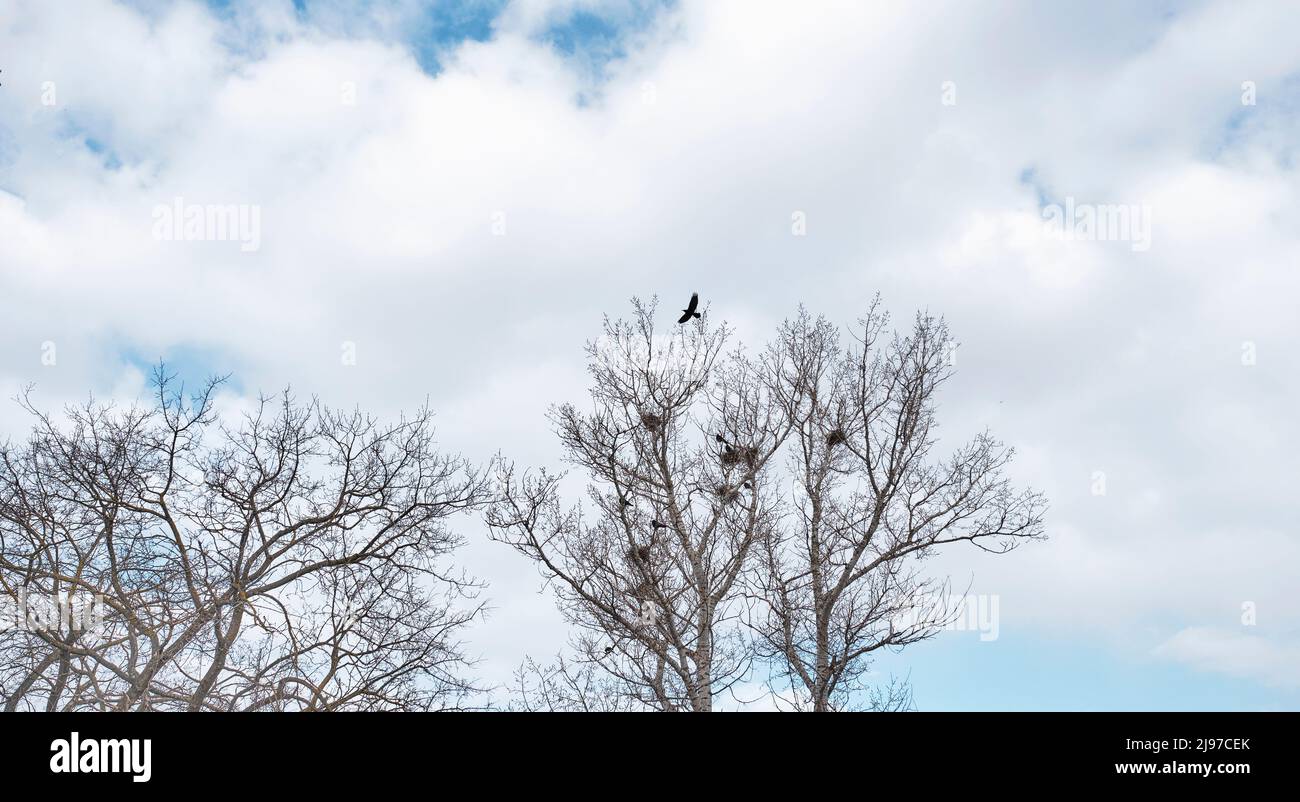 Spring landscape. Silhouettes of trees, nests, rook birds against ...