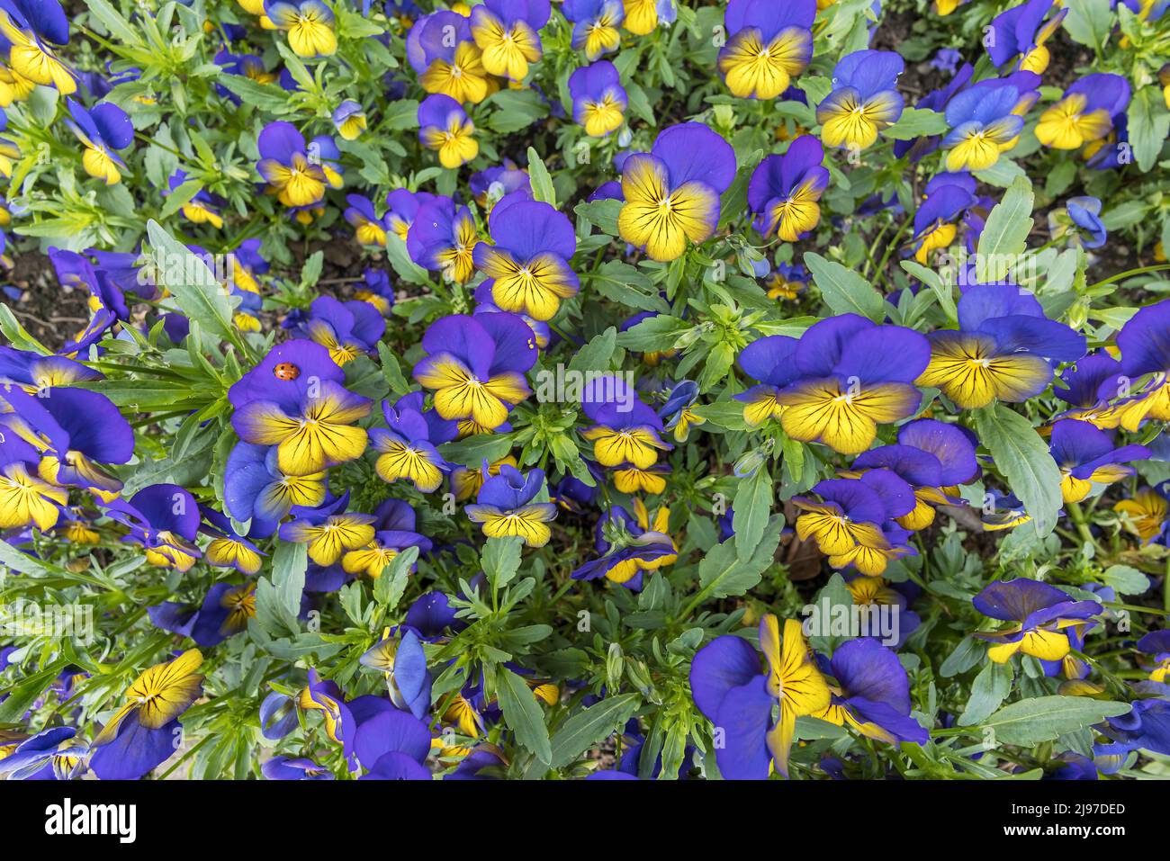 Wide angle close-up of purple and golden viola ground covering plants ...
