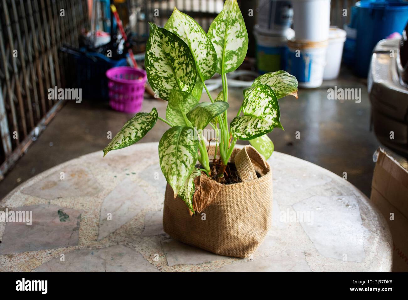 Caladium bicolor tree and Colocasia with Alocasia plant in sack bag ...