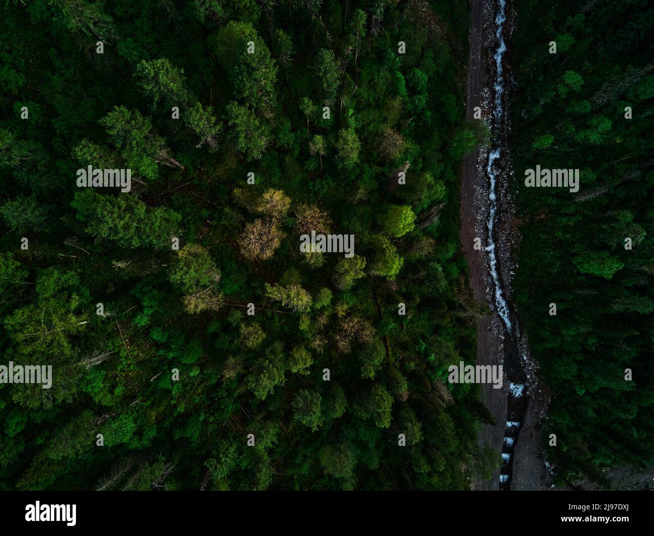 River bend running through dense pine tree forest in the northern part ...