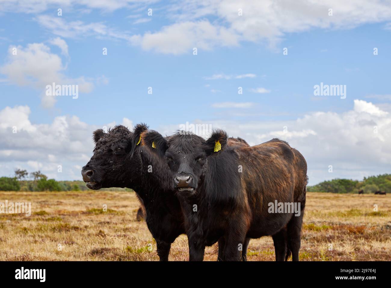 Galloway cattle in a field; Læsø, Denmark Stock Photo - Alamy