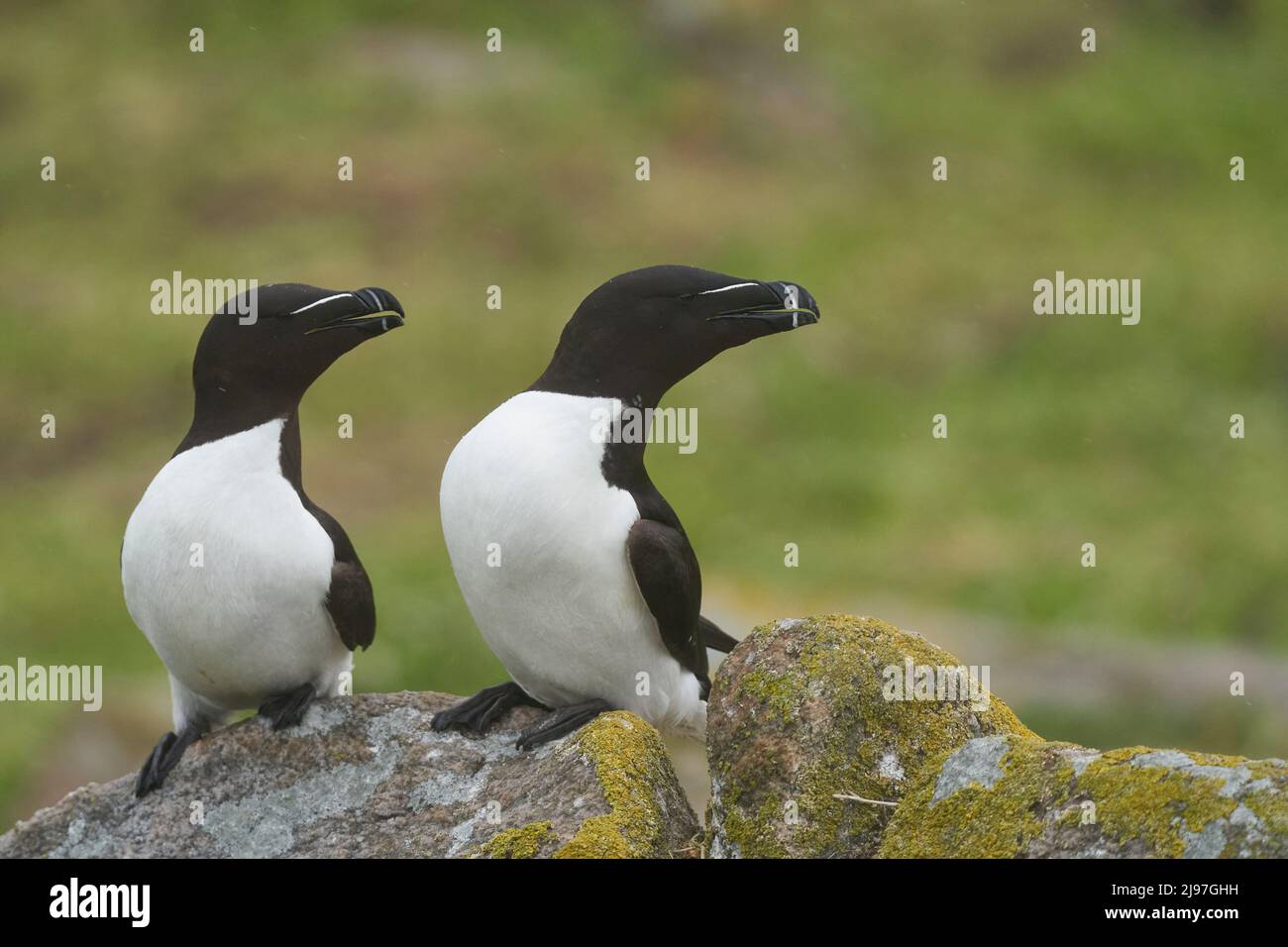 Pair of Razorbill (Alca torda) on a cliff on Great Saltee Island off ...