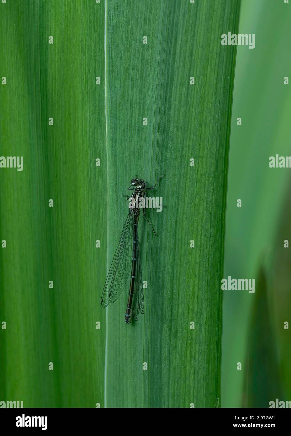Azure damselfly (Coenagrion puella), female resting on flag iris leaf ...