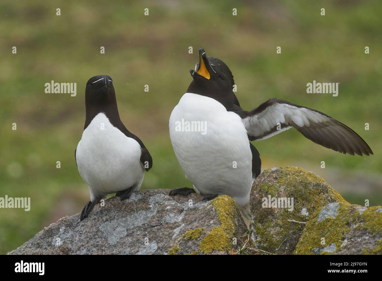 Pair of Razorbill (Alca torda) on a cliff on Great Saltee Island off ...