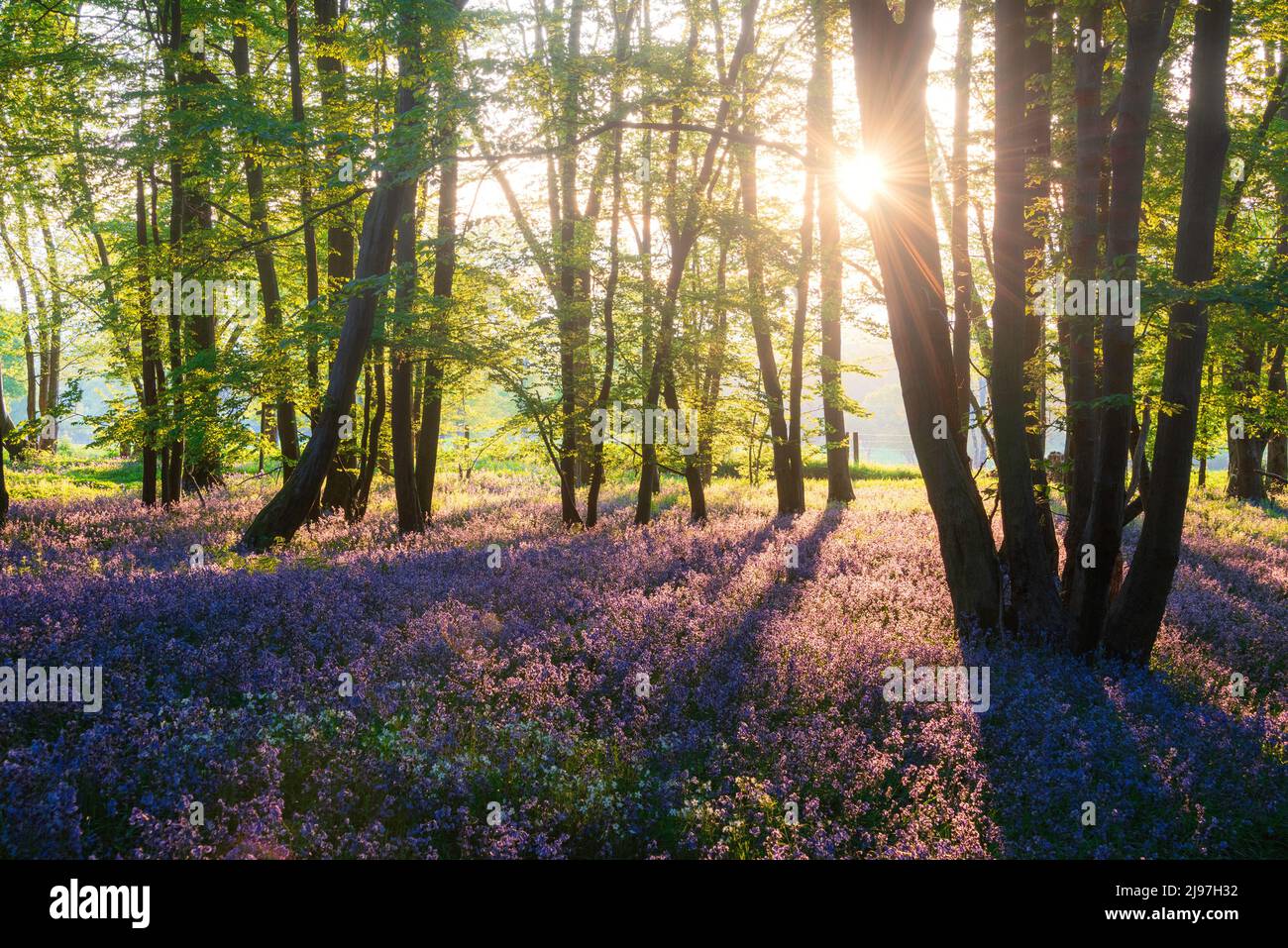 Stunning majestic Spring bluebells forest sunrise in English ...