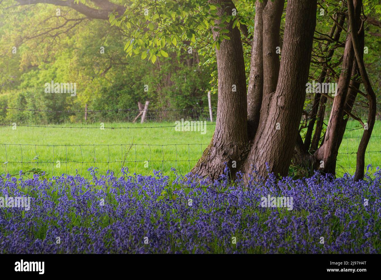 Stunning majestic Spring bluebells forest sunrise in English ...