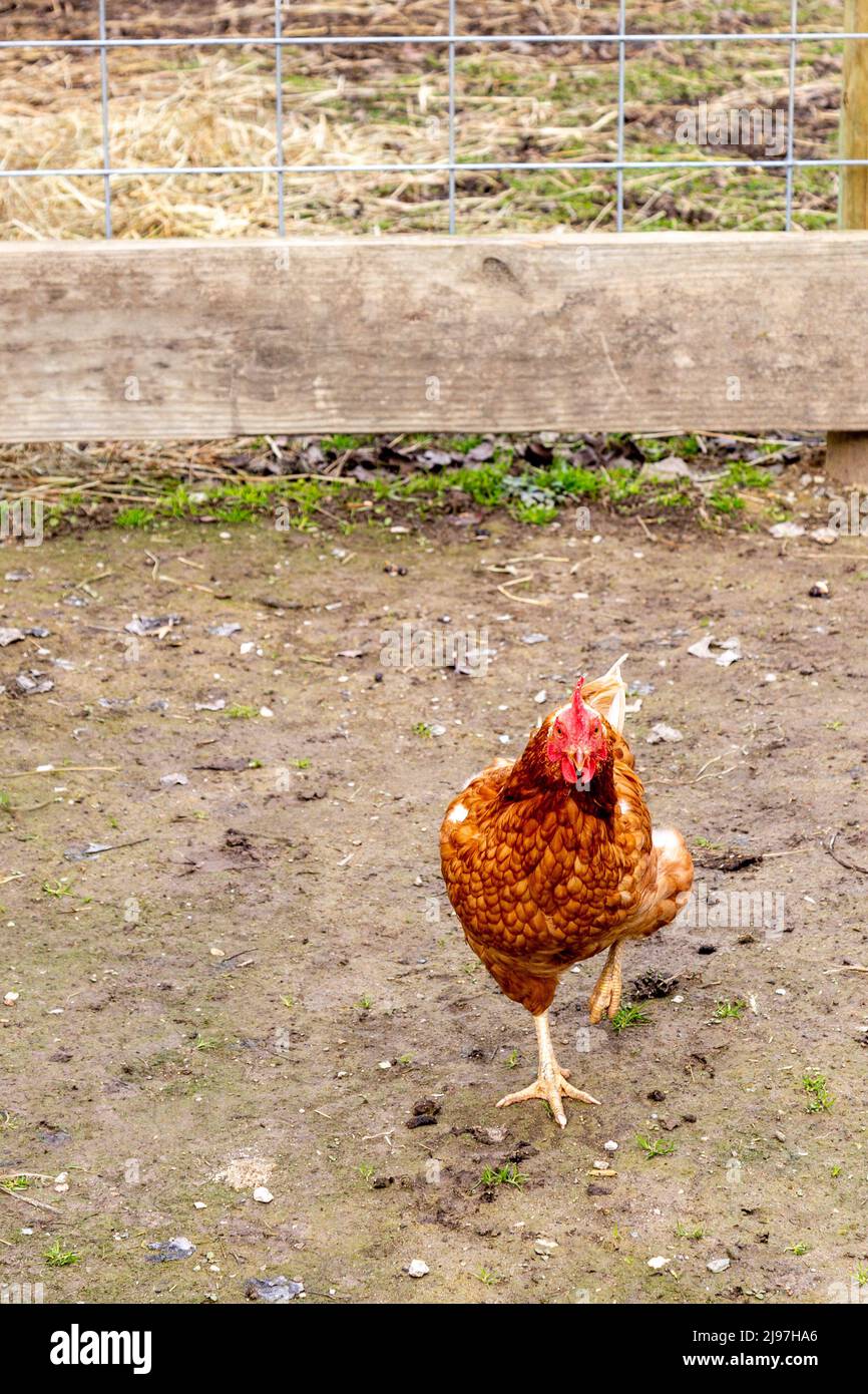 A barnyard chicken walks toward the camera Stock Photo - Alamy