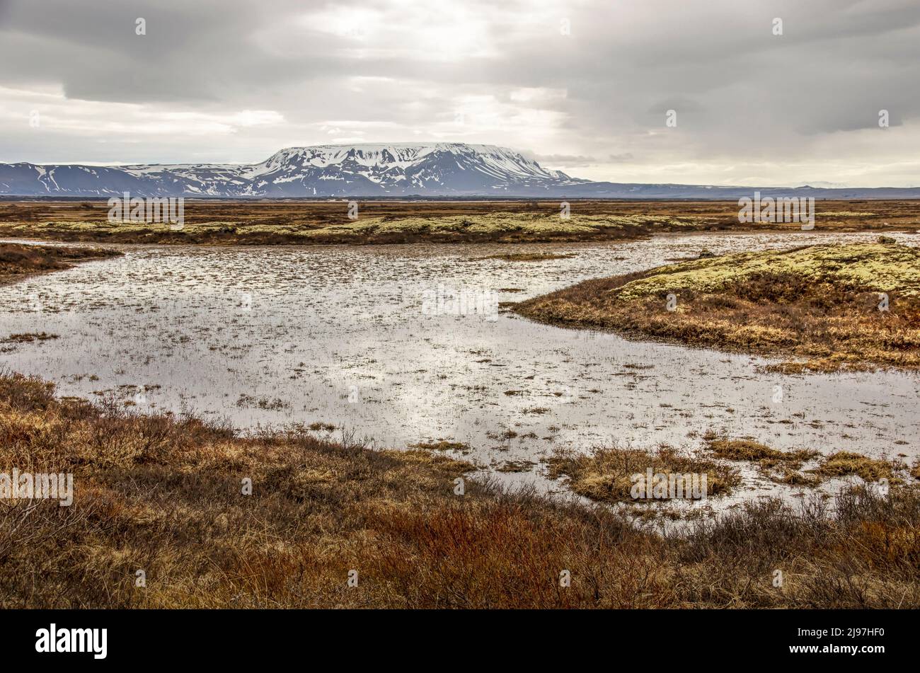 Shallow puddle on an Icelandic plain neat lake Myvatn with moss and ...