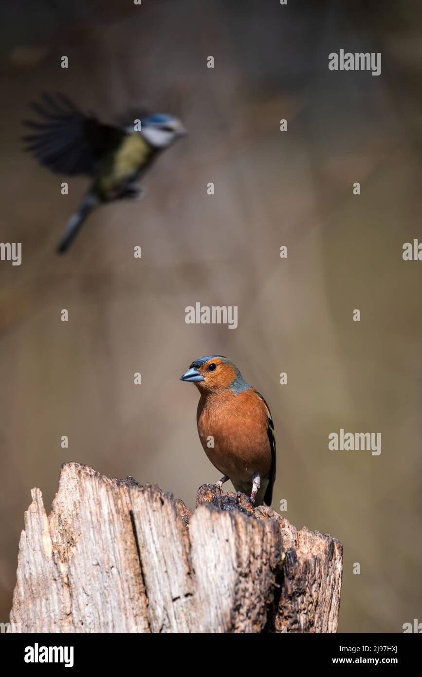 Beautiful colorful image of Chaffinch bird Fringilla Coelebs in ...