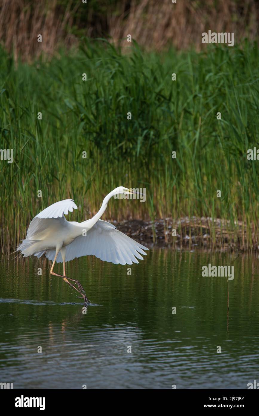 Lovely image of beautiful Great White Egret Ardea Alba in flight over ...