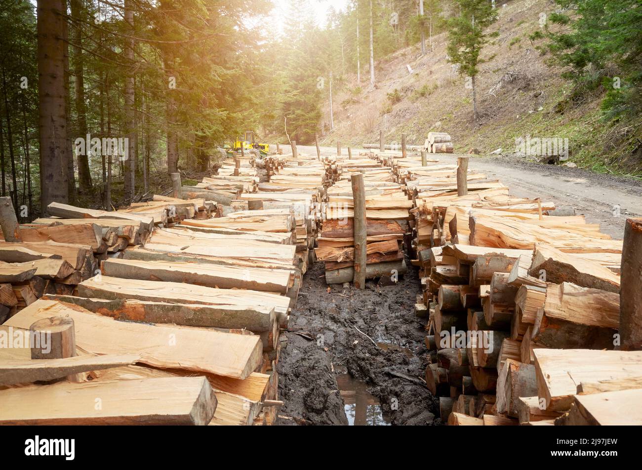 Pieces of cut trees in a mountain forest, deforestation concept Stock ...